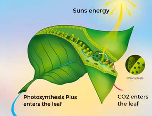MicrobeLifeHydro | LP PHOTOSYNTHESIS PLUS