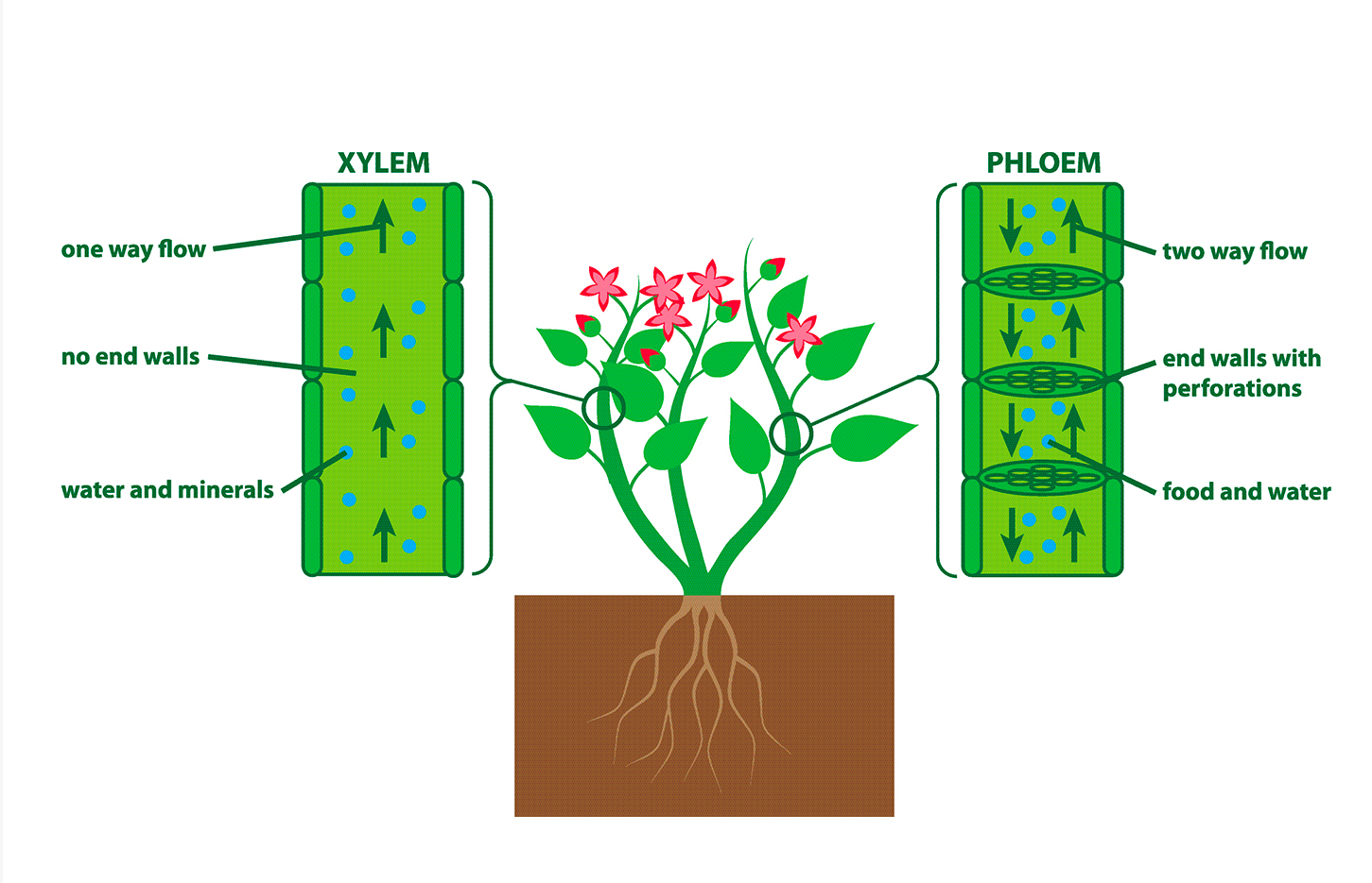 Microbe Life 101 - MicrobeLifeHydro