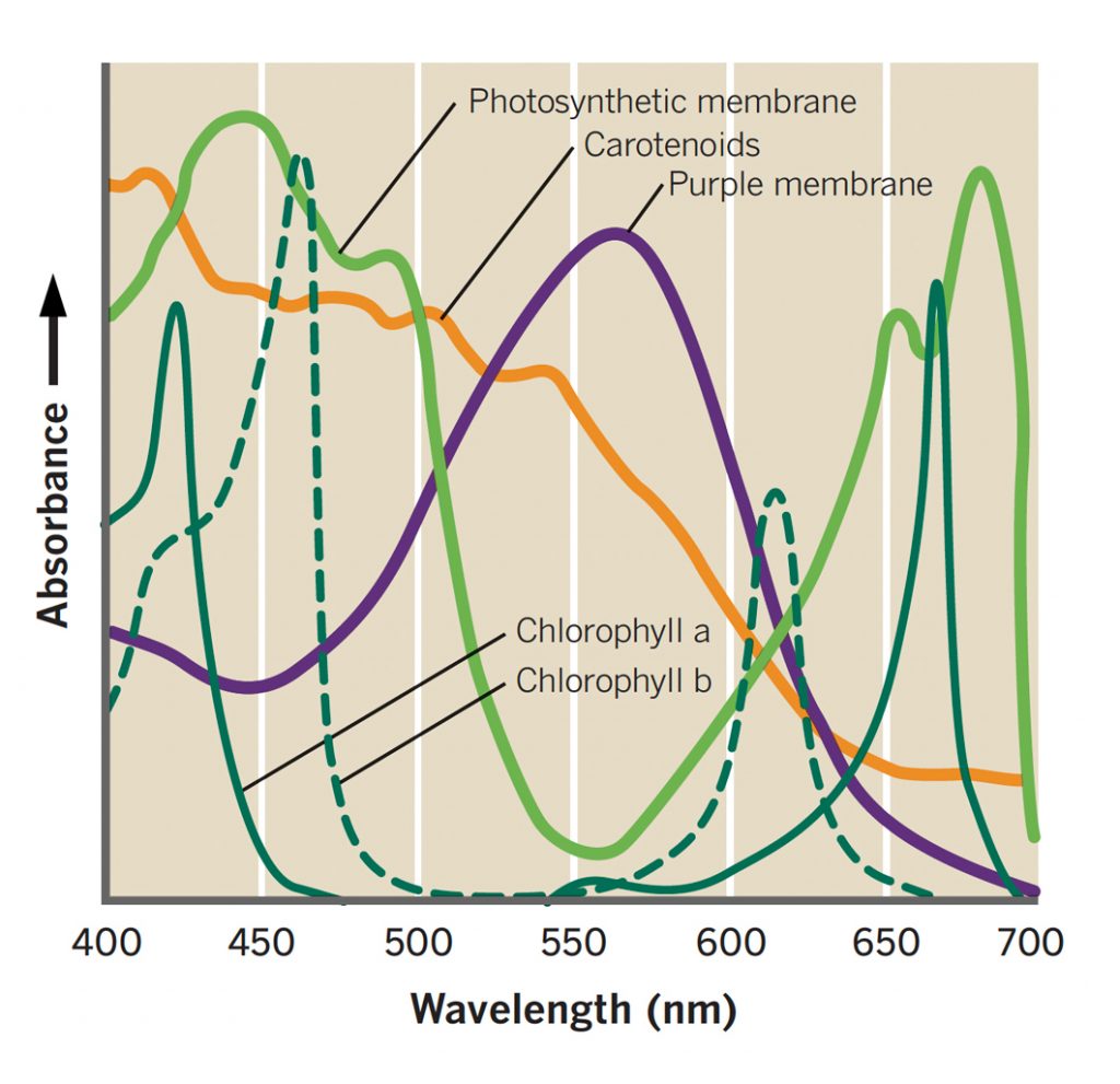 Microbe Life 101 - MicrobeLifeHydro