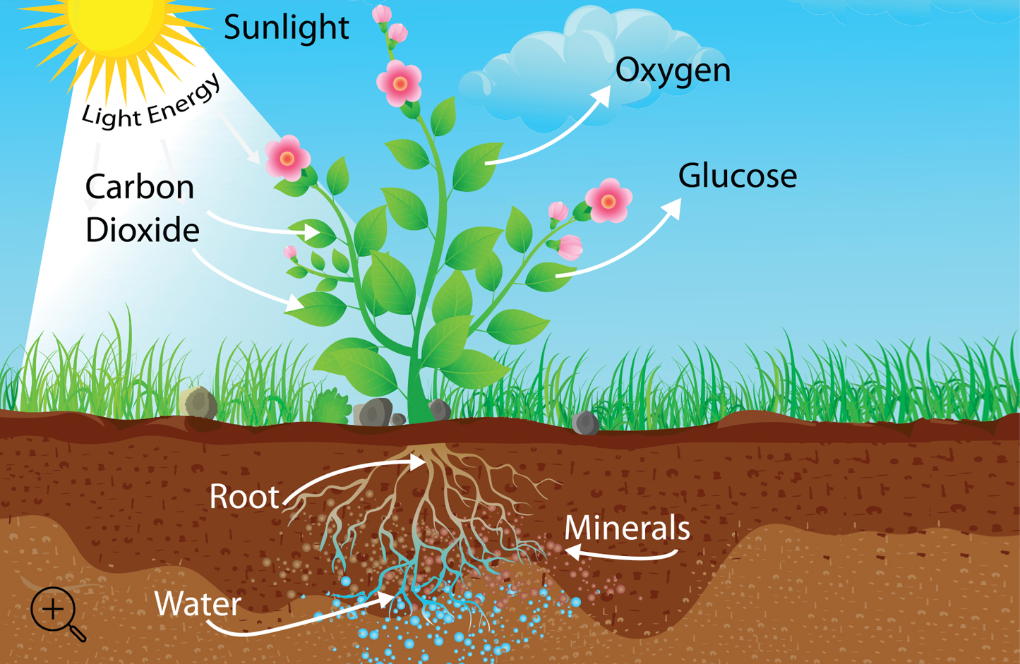 Microbe Life 101 - MicrobeLifeHydro