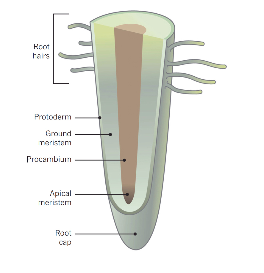 Microbe Life 101 - MicrobeLifeHydro