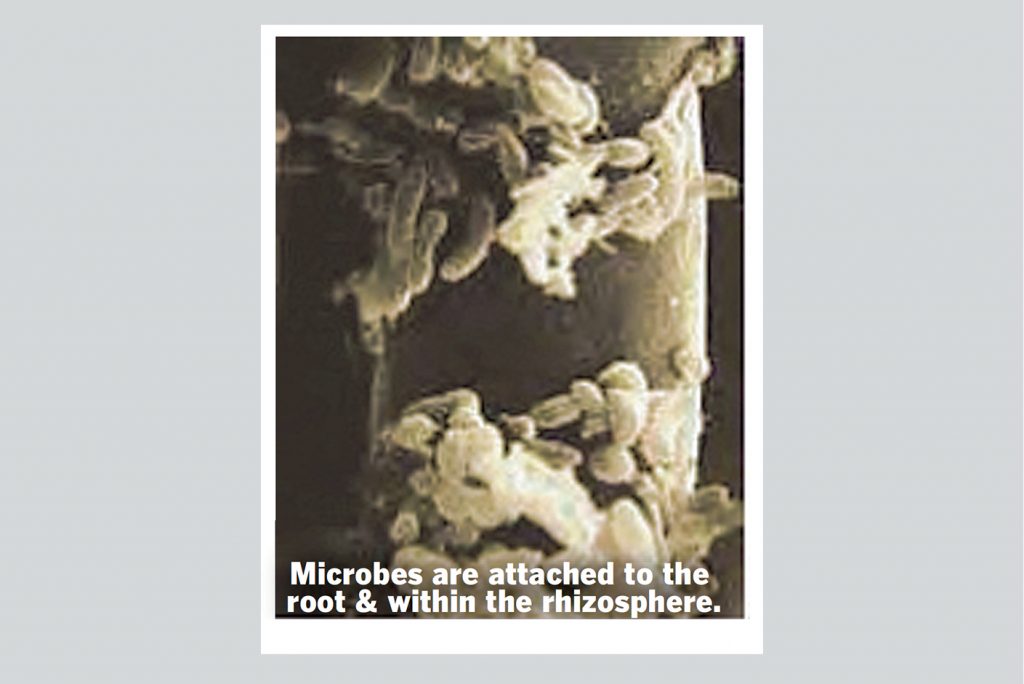 Microbe Life 101 - MicrobeLifeHydro