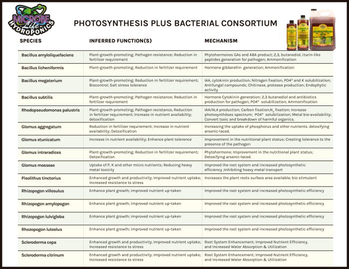 LP PHOTOSYNTHESIS PLUS - MicrobeLifeHydro